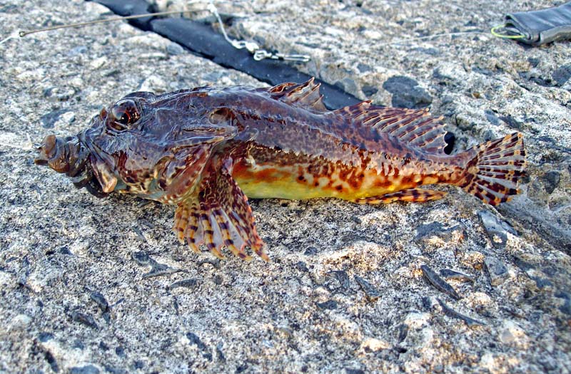 Short or Long Spined Sea Scorpion ? | World Sea Fishing Forums